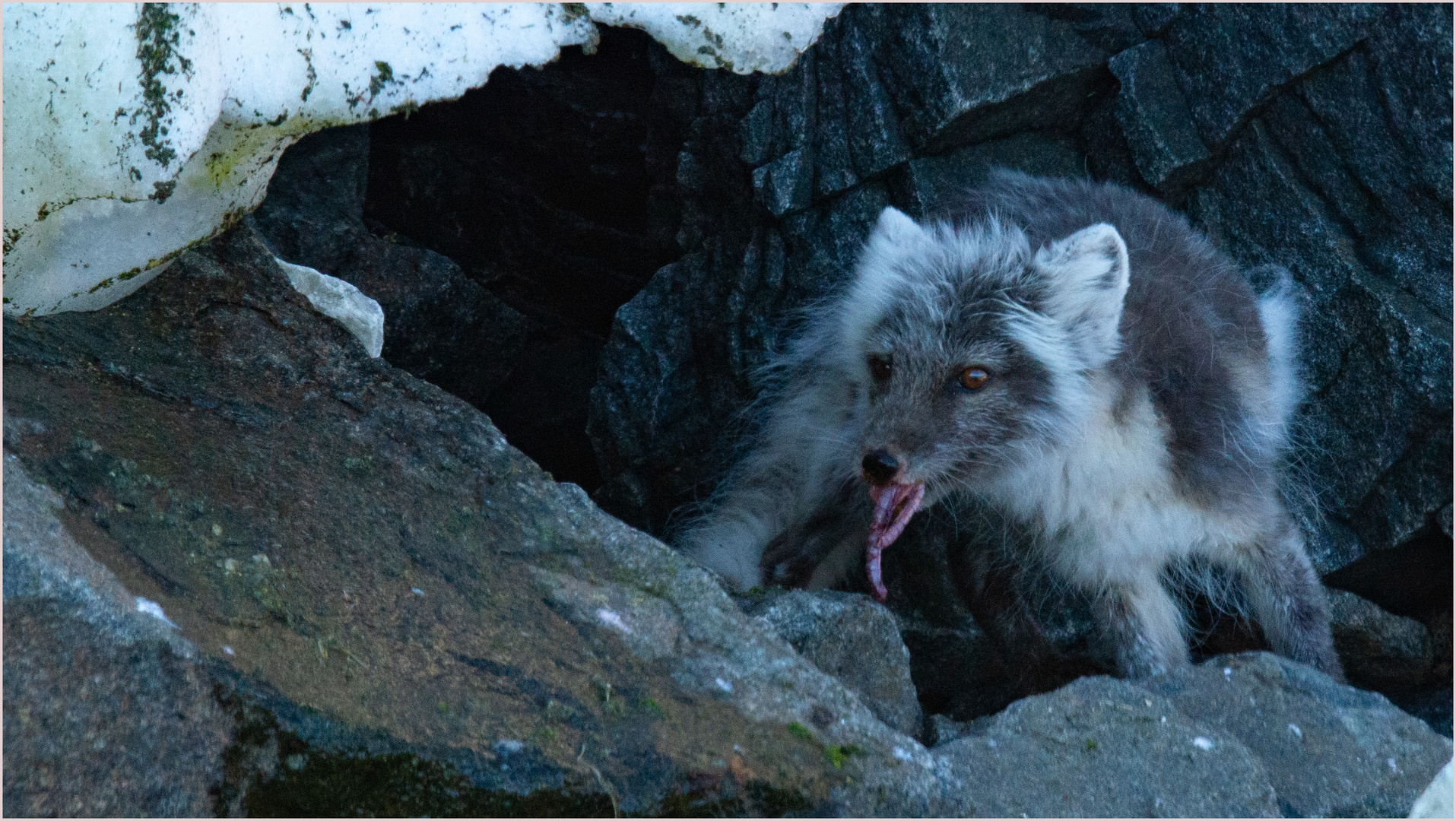 Polarfuchs Foto & Bild | fotos, nature, photography Bilder auf ...