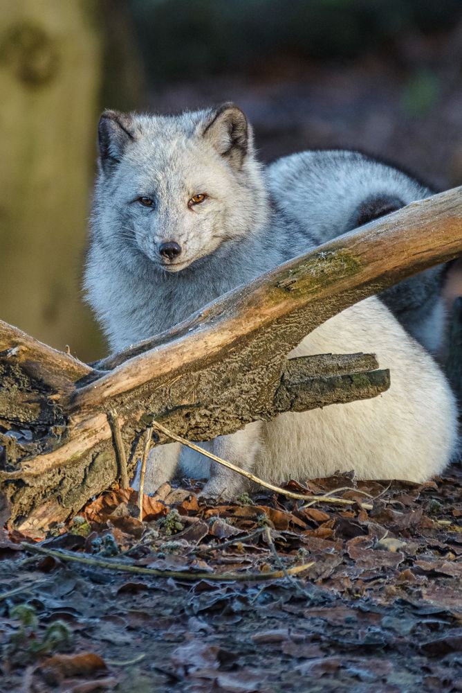 Polarfuchs. Foto & Bild | fotos, winter, natur Bilder auf fotocommunity
