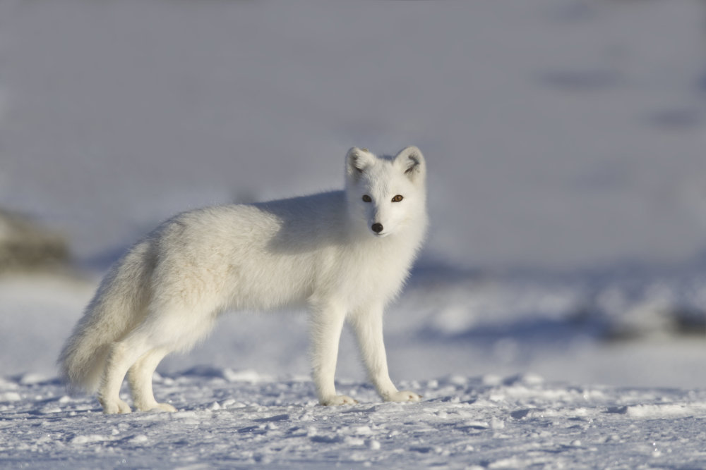 Polarfuchs Foto & Bild | tiere, wildlife, natur Bilder auf fotocommunity