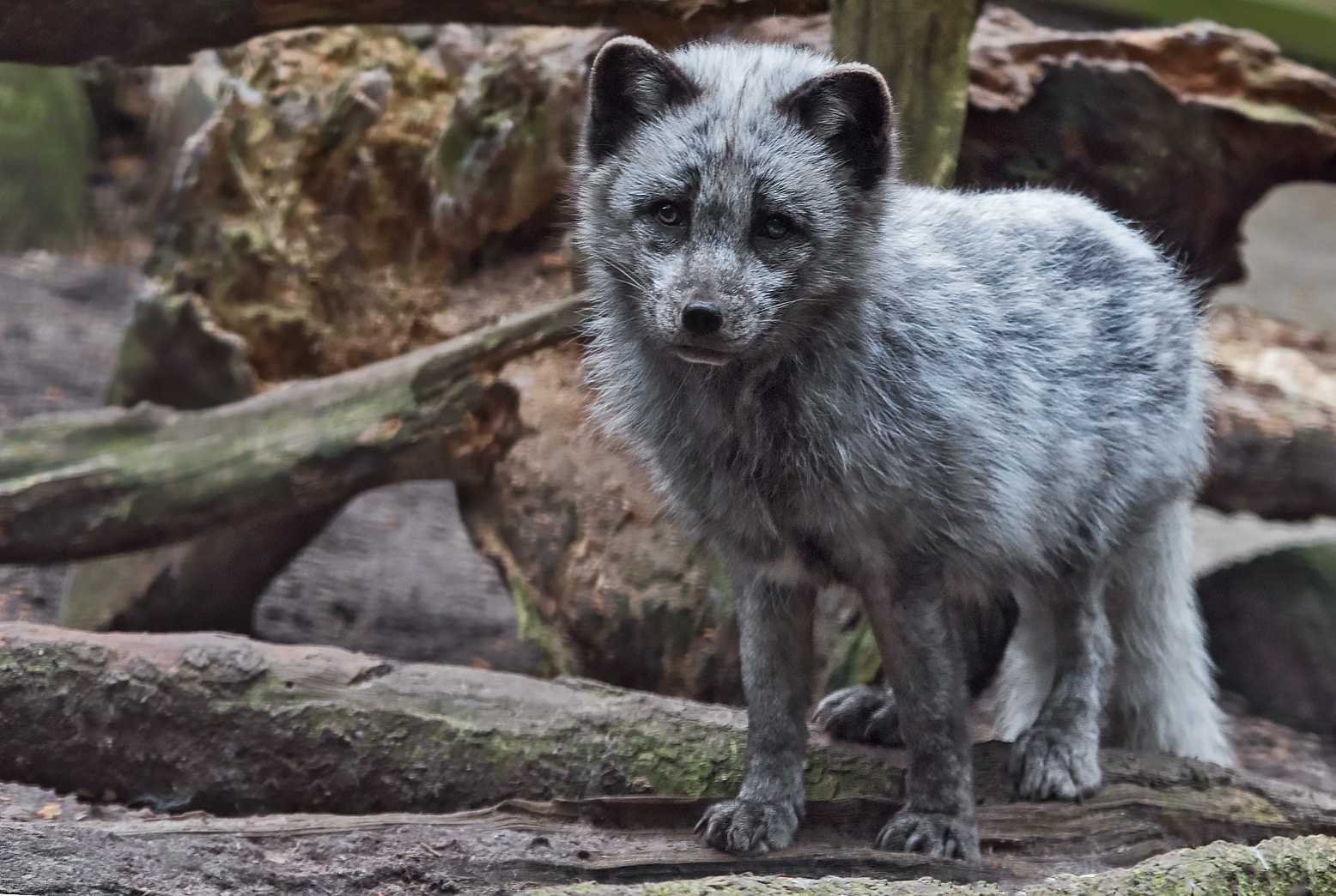 Polarfuchs Foto & Bild | landschaft, lebensräume, baum Bilder auf ...