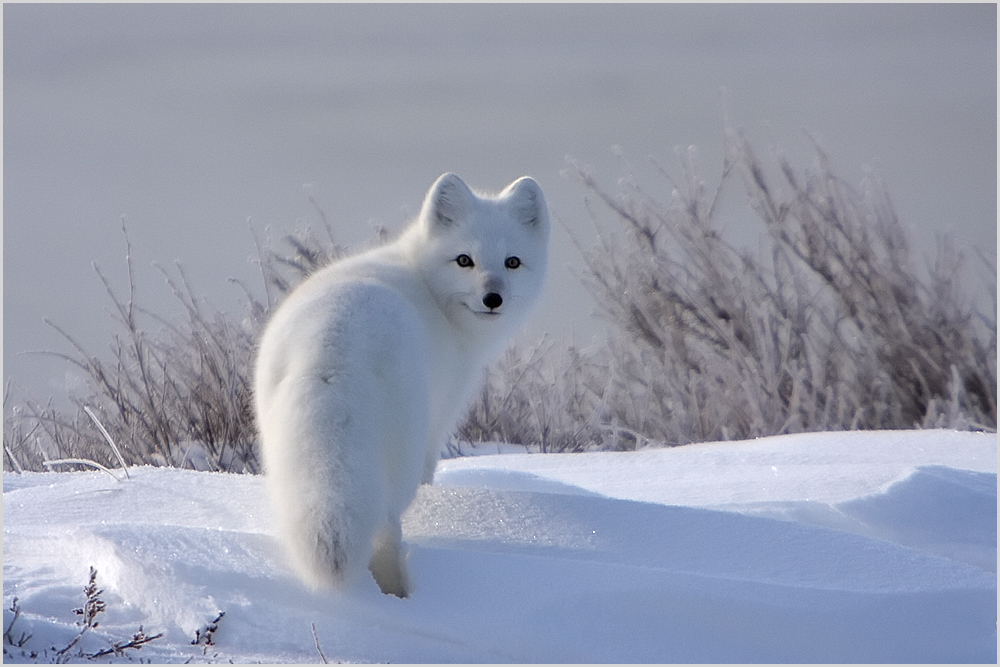 Polarfuchs Foto & Bild | tiere, wildlife, säugetiere Bilder auf ...