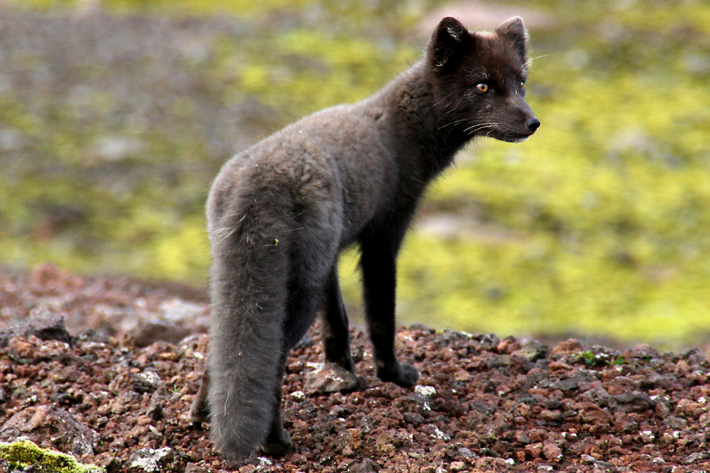 Polarfuchs in Island Foto & Bild | tiere, wildlife, natur Bilder auf ...