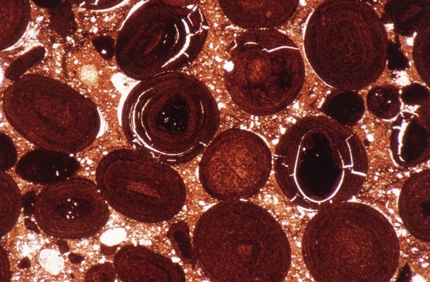 Mikroskop-Aufnahmen Bilder & Fotos