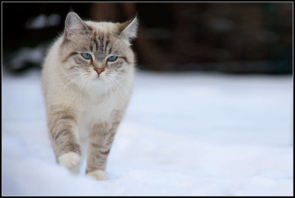 Polarkatze Foto & Bild | tiere, haustiere, katzen Bilder auf fotocommunity