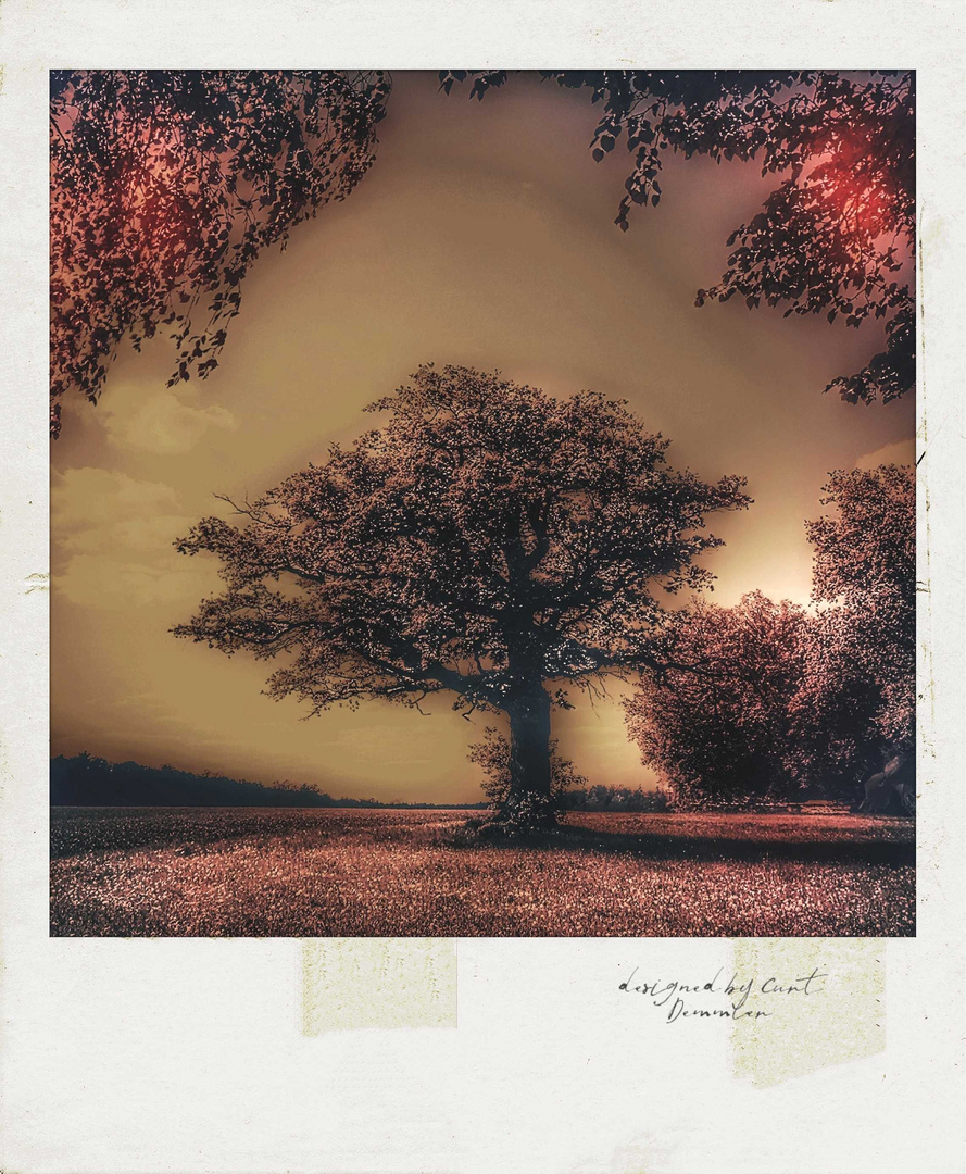 POLAROID-ART Foto & Bild | experimente, bearbeitungs - techniken ...