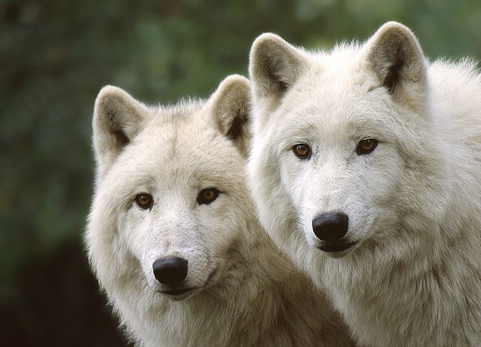 Polarwölfe Foto & Bild | tiere, zoo, wildpark & falknerei, säugetiere ...
