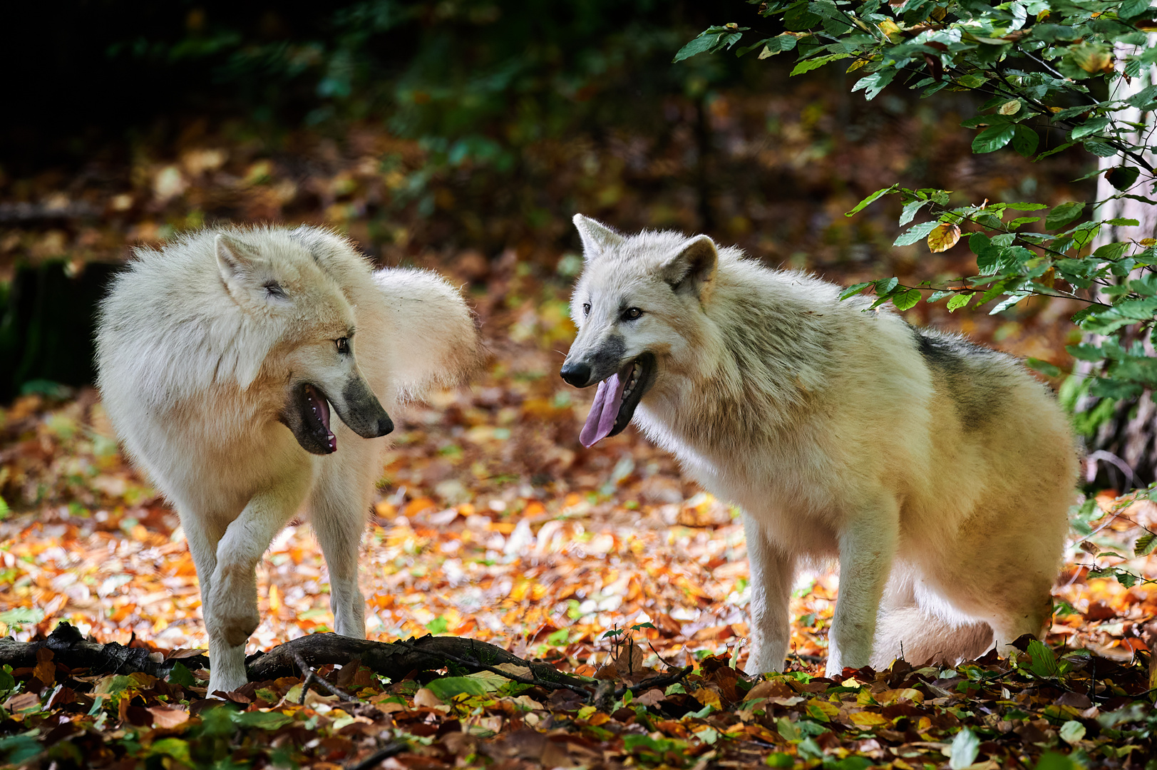 Polarwölfe beim Spielen Foto & Bild | tiere, wildlife, wildlife ...