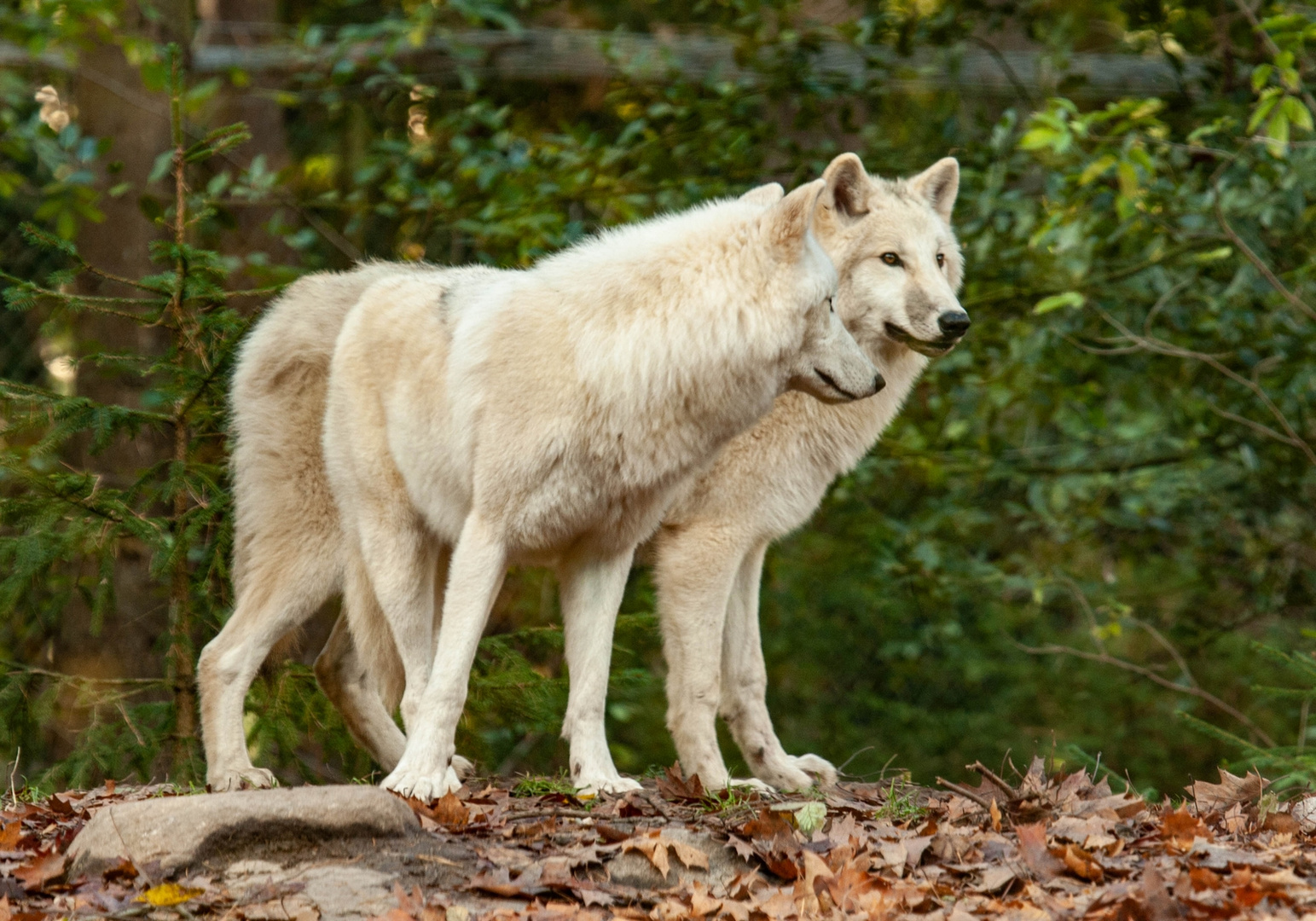 Polarwölfe Foto & Bild | fotos, natur, zoo Bilder auf fotocommunity