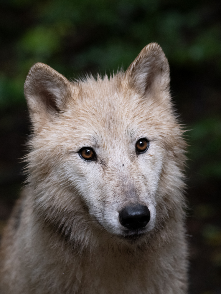 Polarwolf Foto & Bild | tiere, zoo, wildpark & falknerei, säugetiere ...