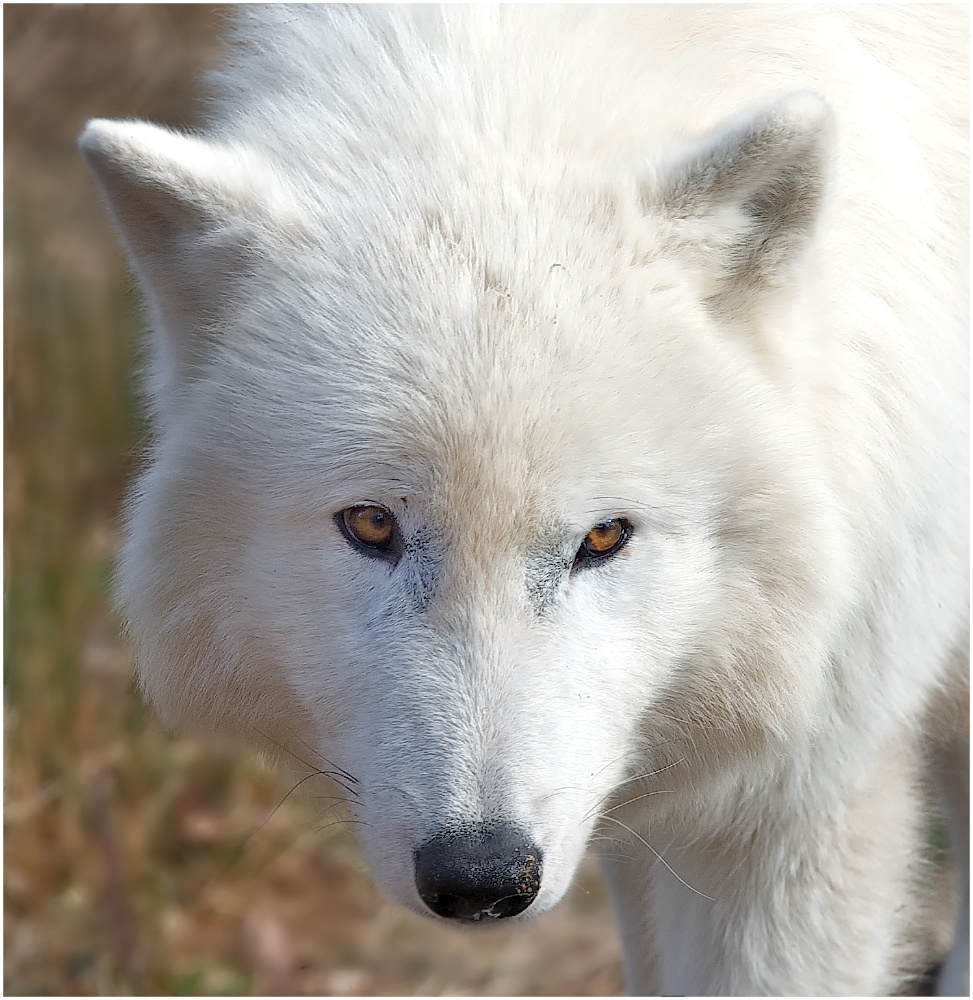 Polarwolf Foto & Bild | tiere, zoo, wildpark & falknerei, säugetiere ...