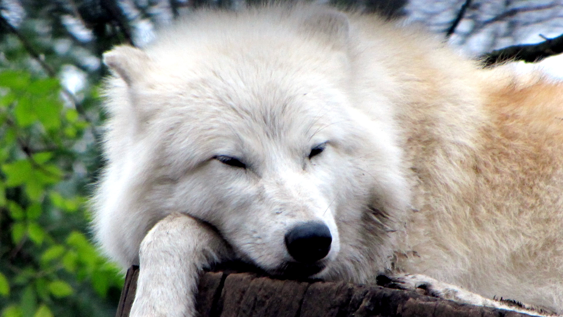 Polarwolf Foto & Bild | tiere, zoo, wildpark & falknerei, wolves Bilder ...