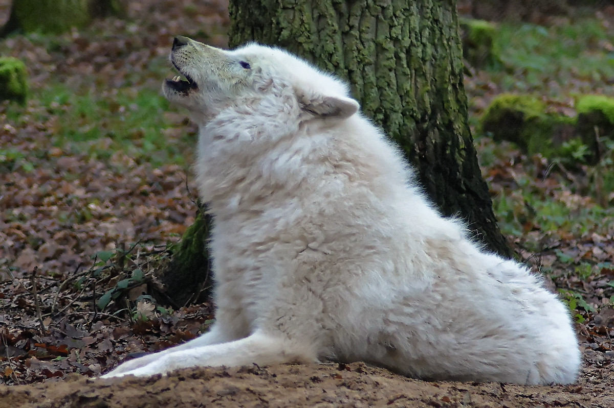 Polarwolf Foto & Bild | natur, zoo, tiere Bilder auf fotocommunity