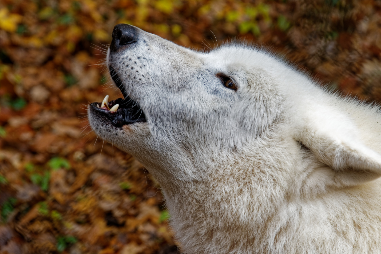 Polarwolf Foto & Bild | tiere, zoo, wildpark & falknerei, säugetiere ...