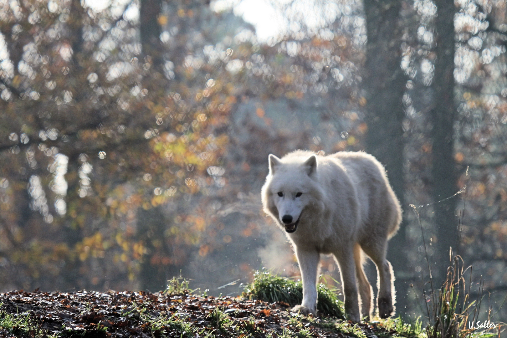 Polarwolf Foto & Bild | tiere, zoo, wildpark & falknerei, säugetiere ...
