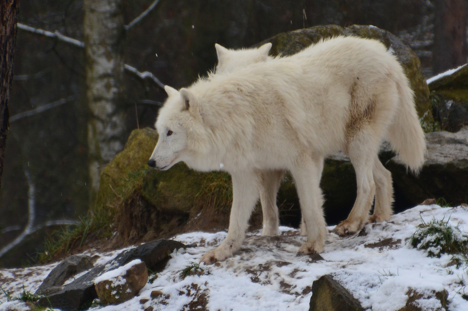 Polarwolf Foto & Bild | tiere, zoo, wildpark & falknerei, säugetiere ...