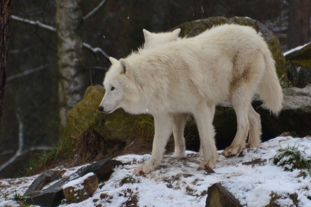 Polarwolf Foto & Bild | tiere, zoo, wildpark & falknerei, säugetiere ...