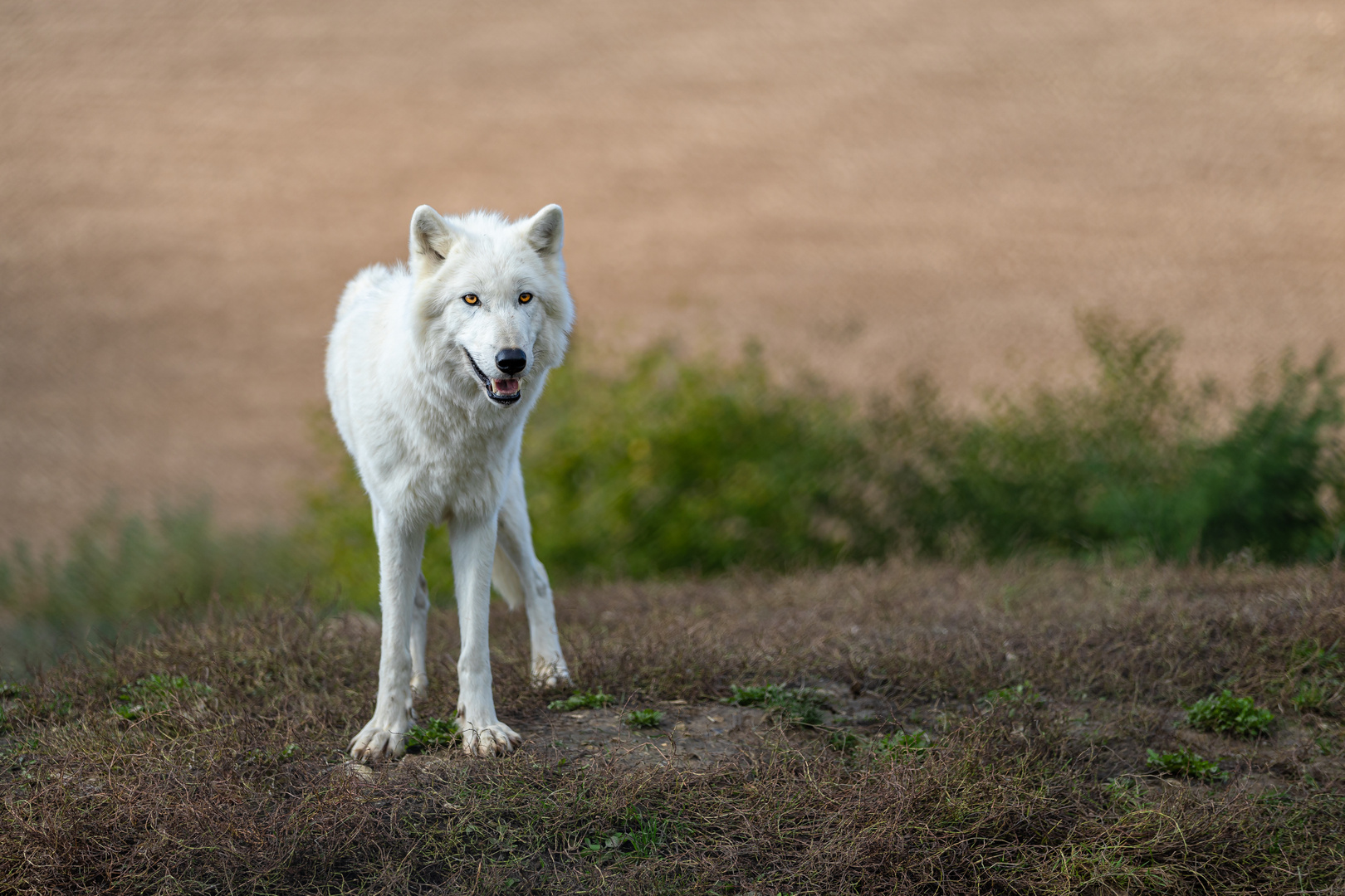 Polarwolf Foto & Bild | tiere, zoo, wildpark & falknerei, säugetiere ...