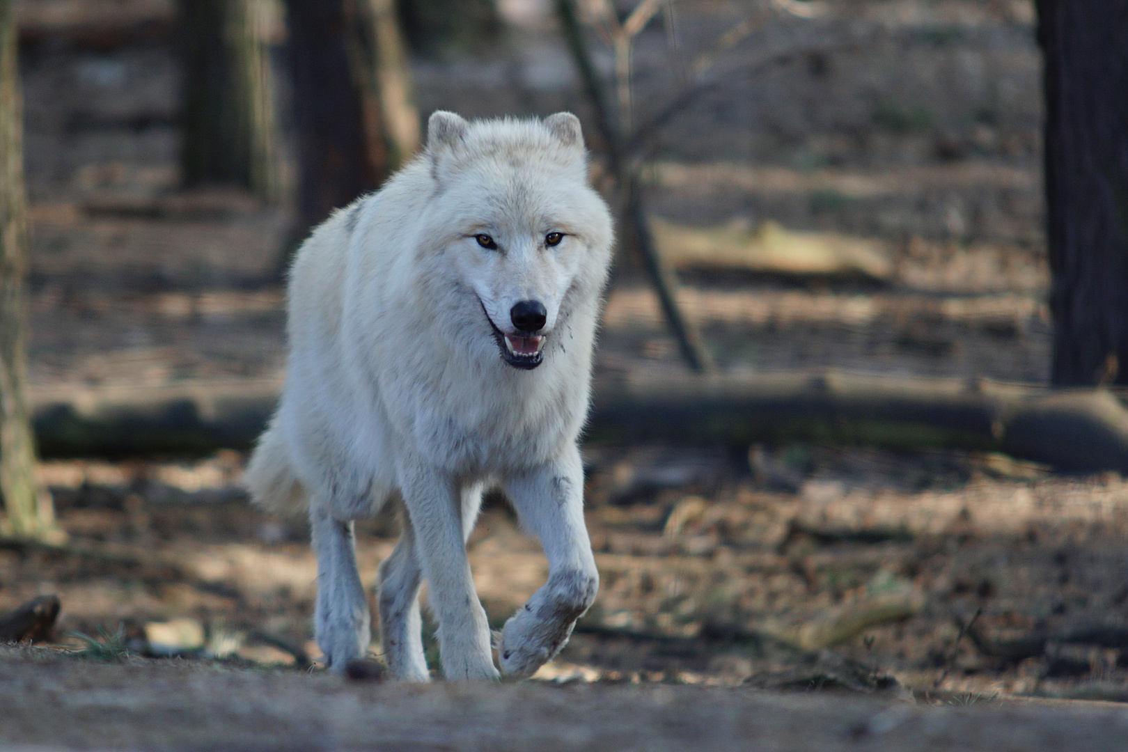 Polarwolf Foto & Bild | tiere, zoo, wildpark & falknerei, säugetiere ...