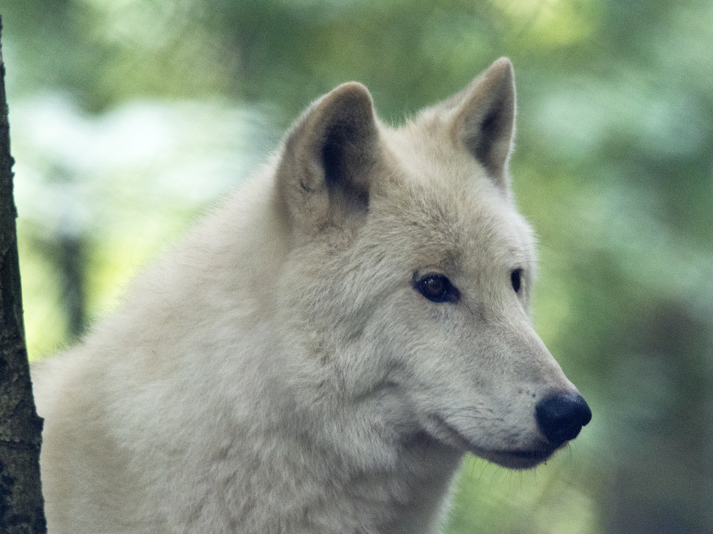 Polarwolf Foto & Bild | tiere, zoo, wildpark & falknerei, säugetiere ...