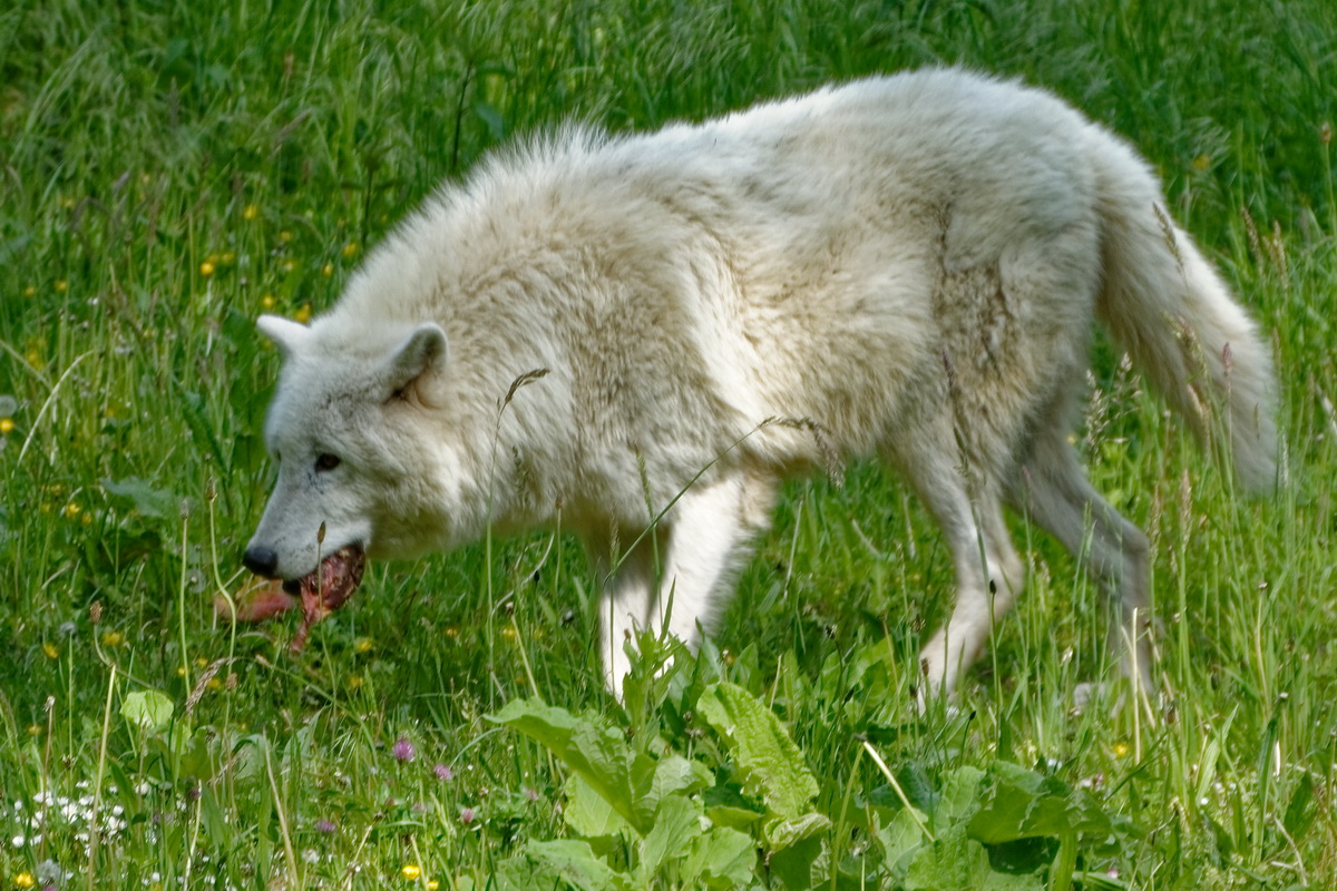 Polarwolf Foto & Bild | tiere, zoo, wildpark & falknerei, säugetiere ...