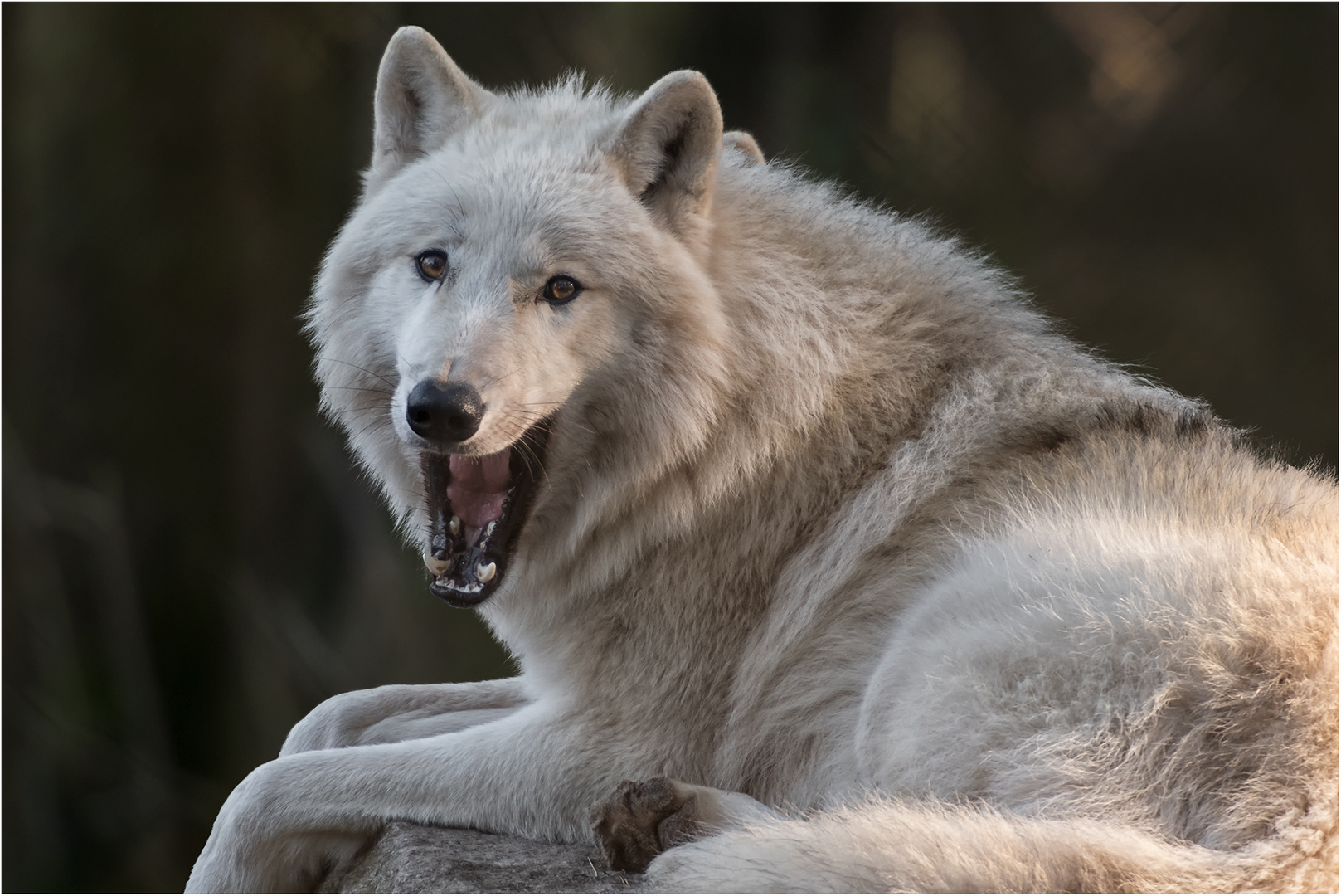 Polarwolf Foto & Bild | natur, portrait, porträt Bilder auf fotocommunity