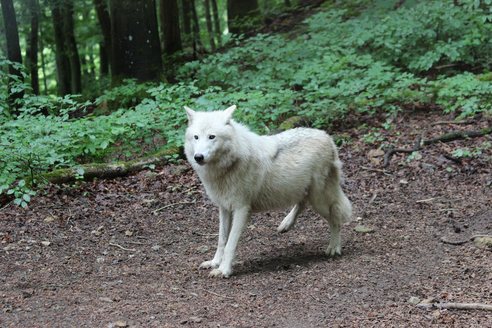 Polarwolf Foto & Bild | tiere, zoo, wildpark & falknerei, säugetiere ...
