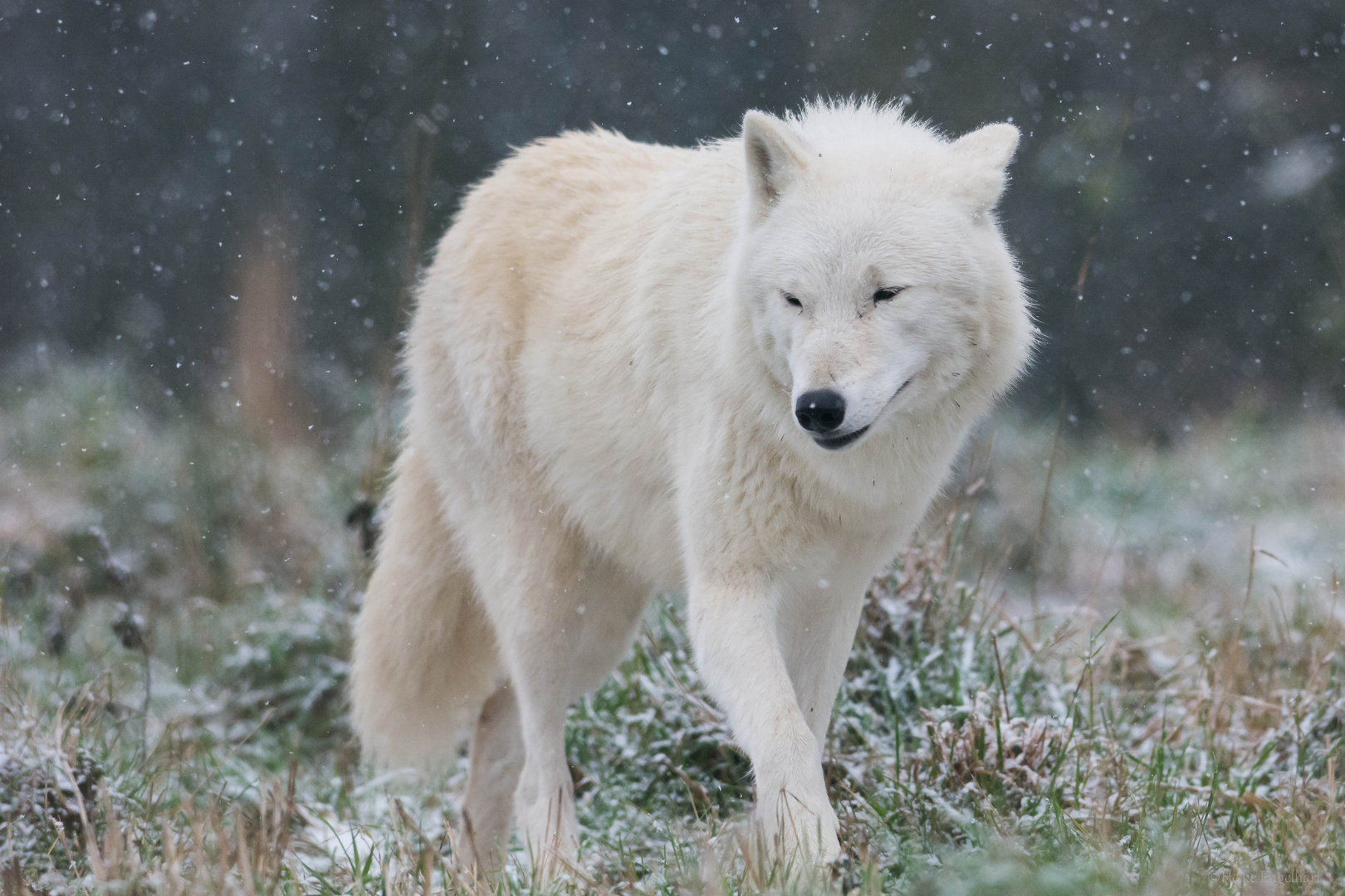 Polarwolf Foto & Bild | Natur, Zoo, Wildpark & Falknerei, Tiere Bilder ...