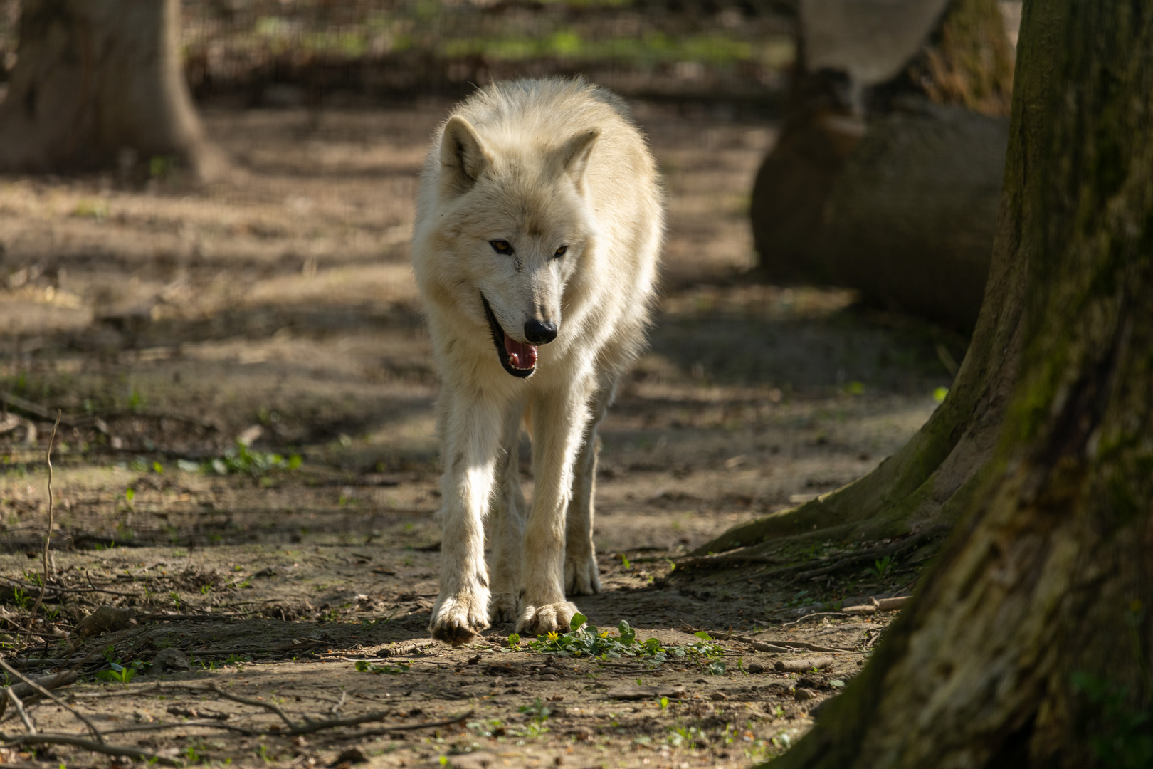 Polarwolf Foto & Bild | tiere, zoo, wildpark & falknerei, säugetiere ...