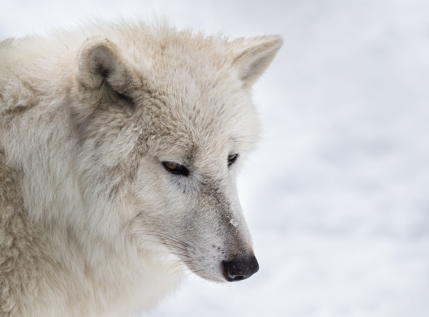 Polarwolf Foto & Bild | tiere, wildlife, wildlife: sonstige tiere ...