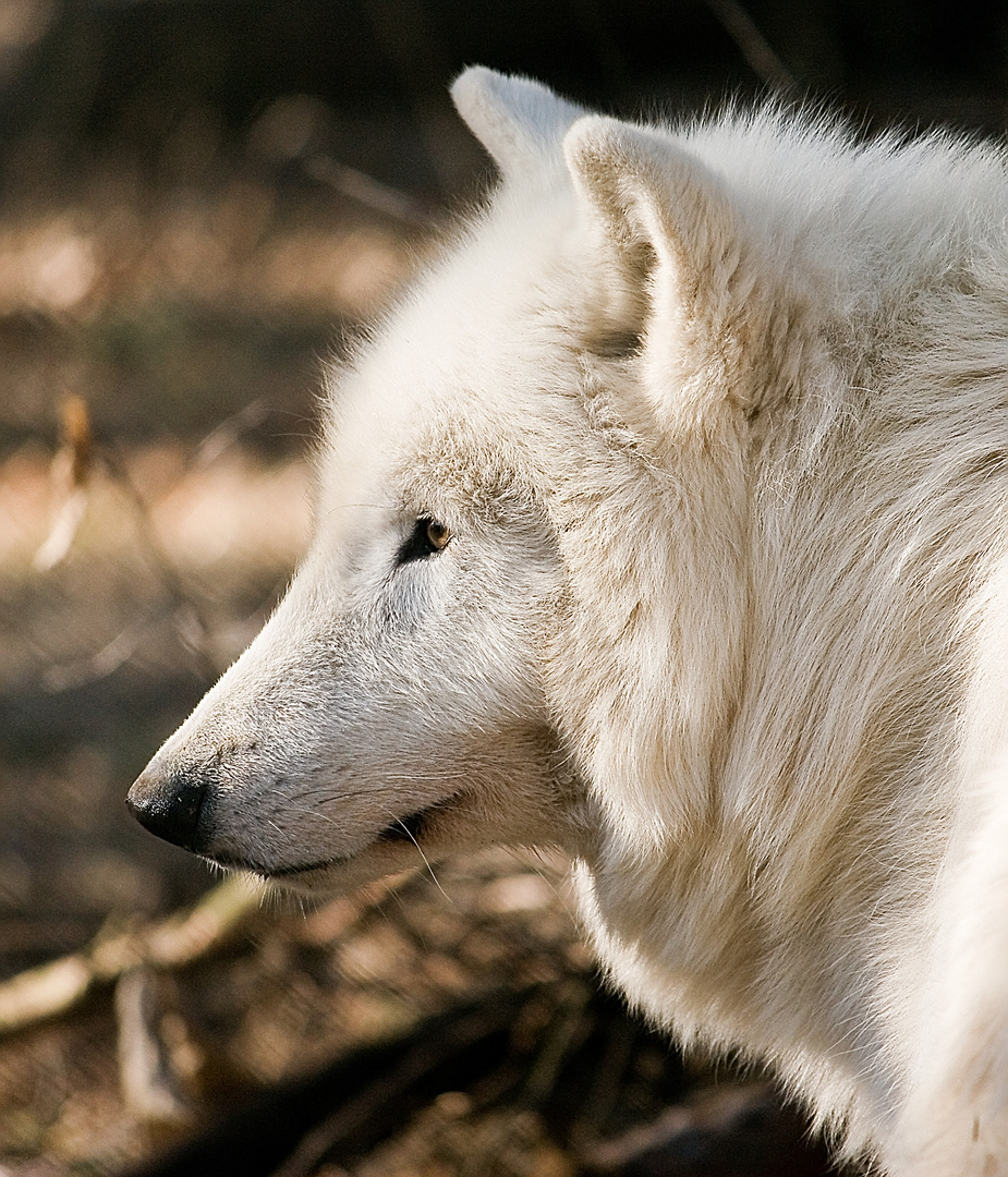 Polarwolf Foto & Bild | tiere, zoo, wildpark & falknerei, natur Bilder ...