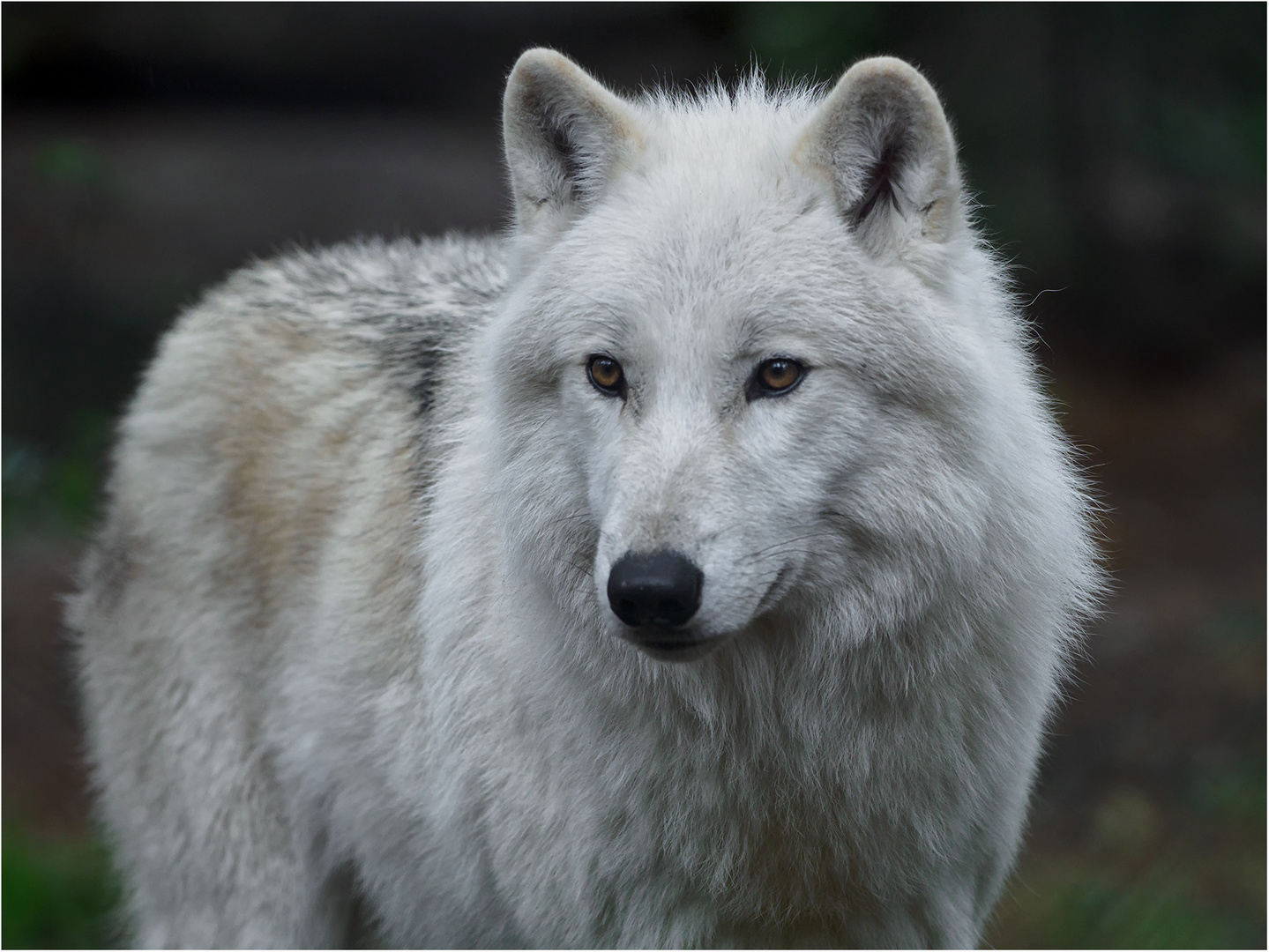 Polarwolf Foto & Bild | natur, portrait, porträt Bilder auf fotocommunity