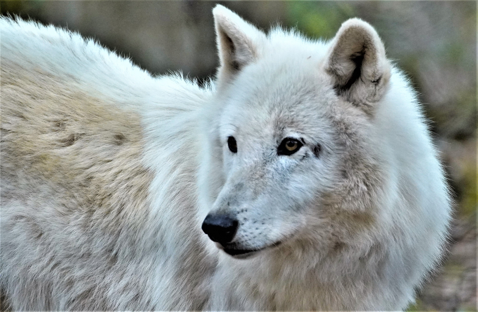 Polarwolf Foto & Bild | fotos, natur, wildlife Bilder auf fotocommunity
