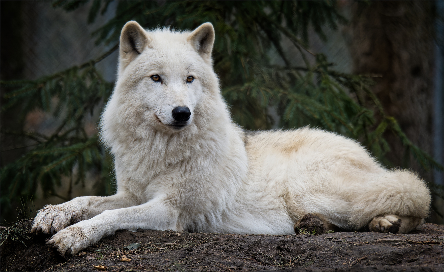Polarwolf Foto & Bild | fotos, natur, wolf Bilder auf fotocommunity