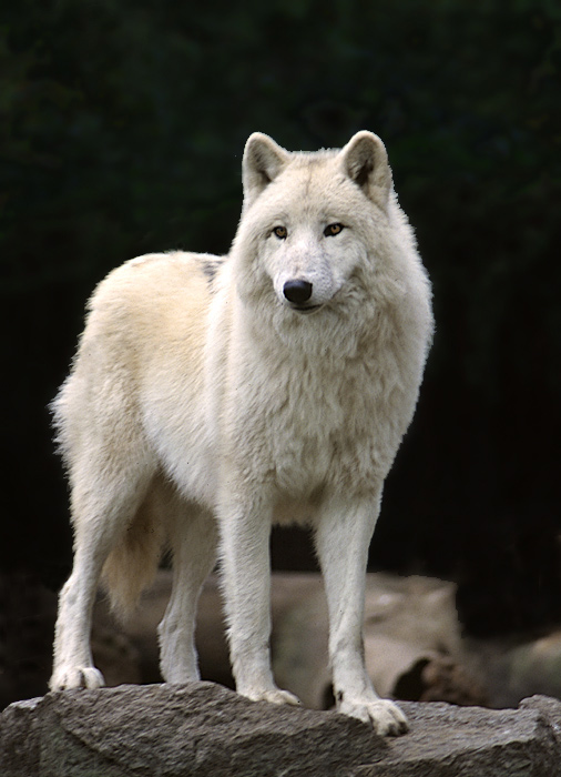 Polarwolf Foto & Bild | tiere, zoo, wildpark & falknerei, säugetiere ...