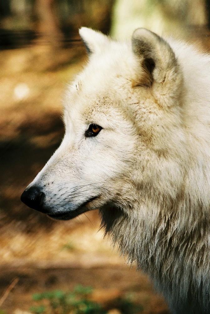 Polarwolf Foto & Bild | tiere, zoo, wildpark & falknerei, säugetiere ...