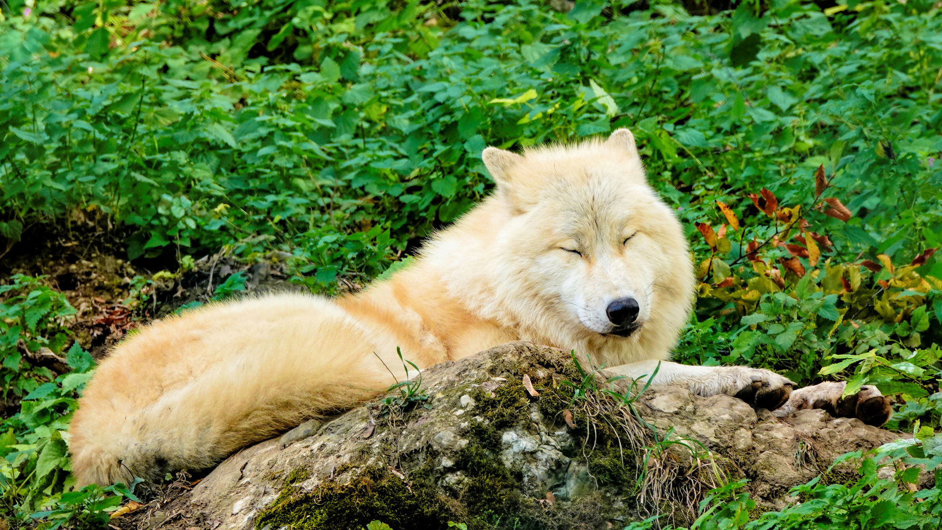 Polarwolf Foto & Bild | fotos, natur, zoo Bilder auf fotocommunity