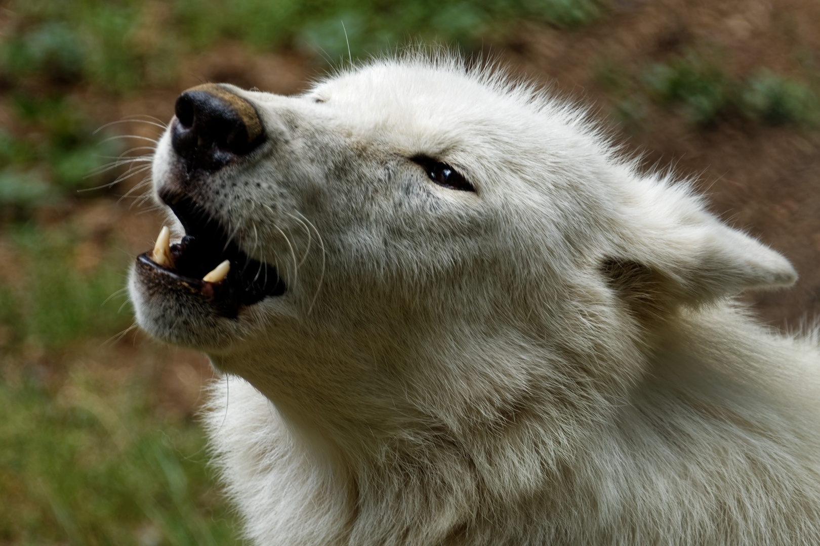 Polarwolf Foto & Bild | tiere, zoo, wildpark & falknerei, säugetiere ...