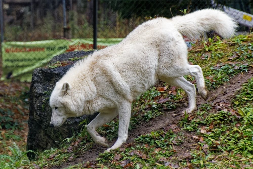 Polarwolf Foto & Bild | tiere, zoo, wildpark & falknerei, säugetiere ...