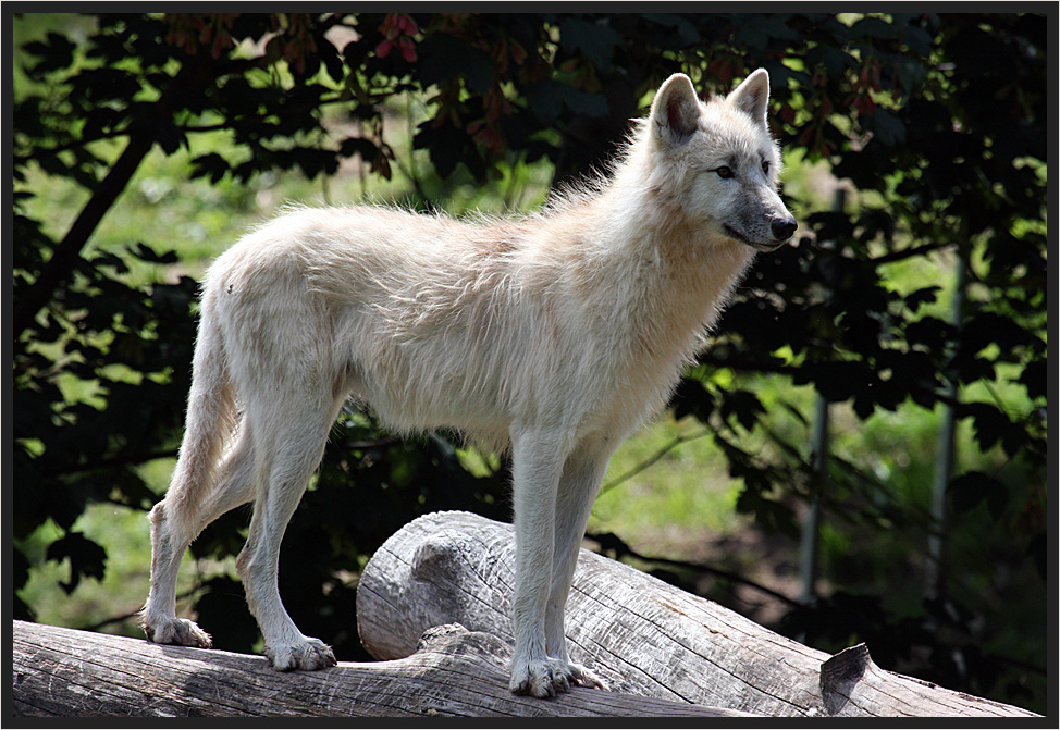 Polarwolf Foto & Bild | tiere, zoo, wildpark & falknerei, säugetiere ...