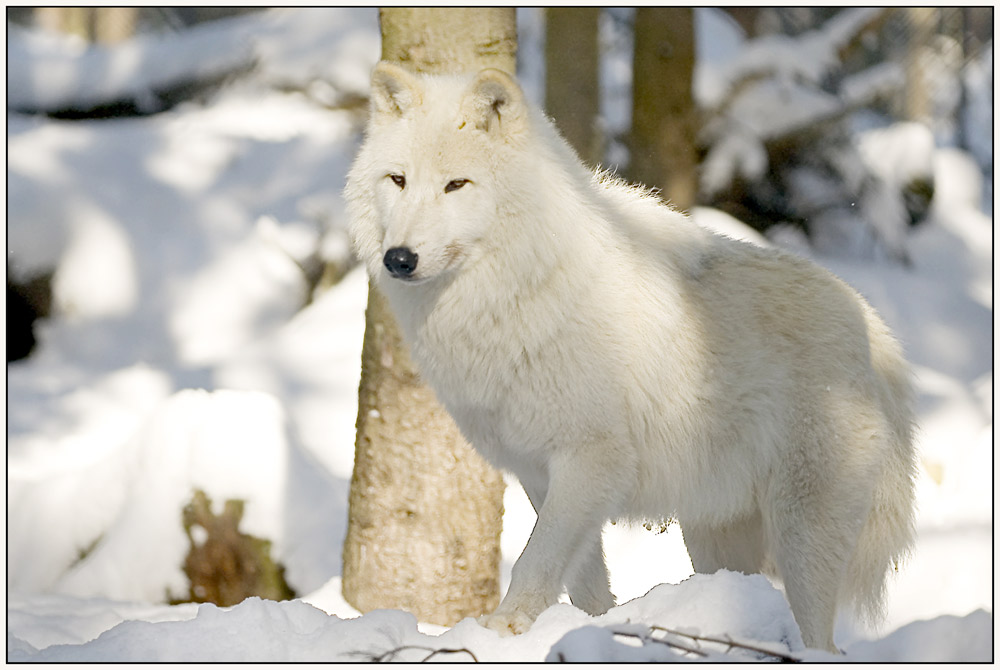 Polarwolf... Foto & Bild | tiere, natur Bilder auf fotocommunity