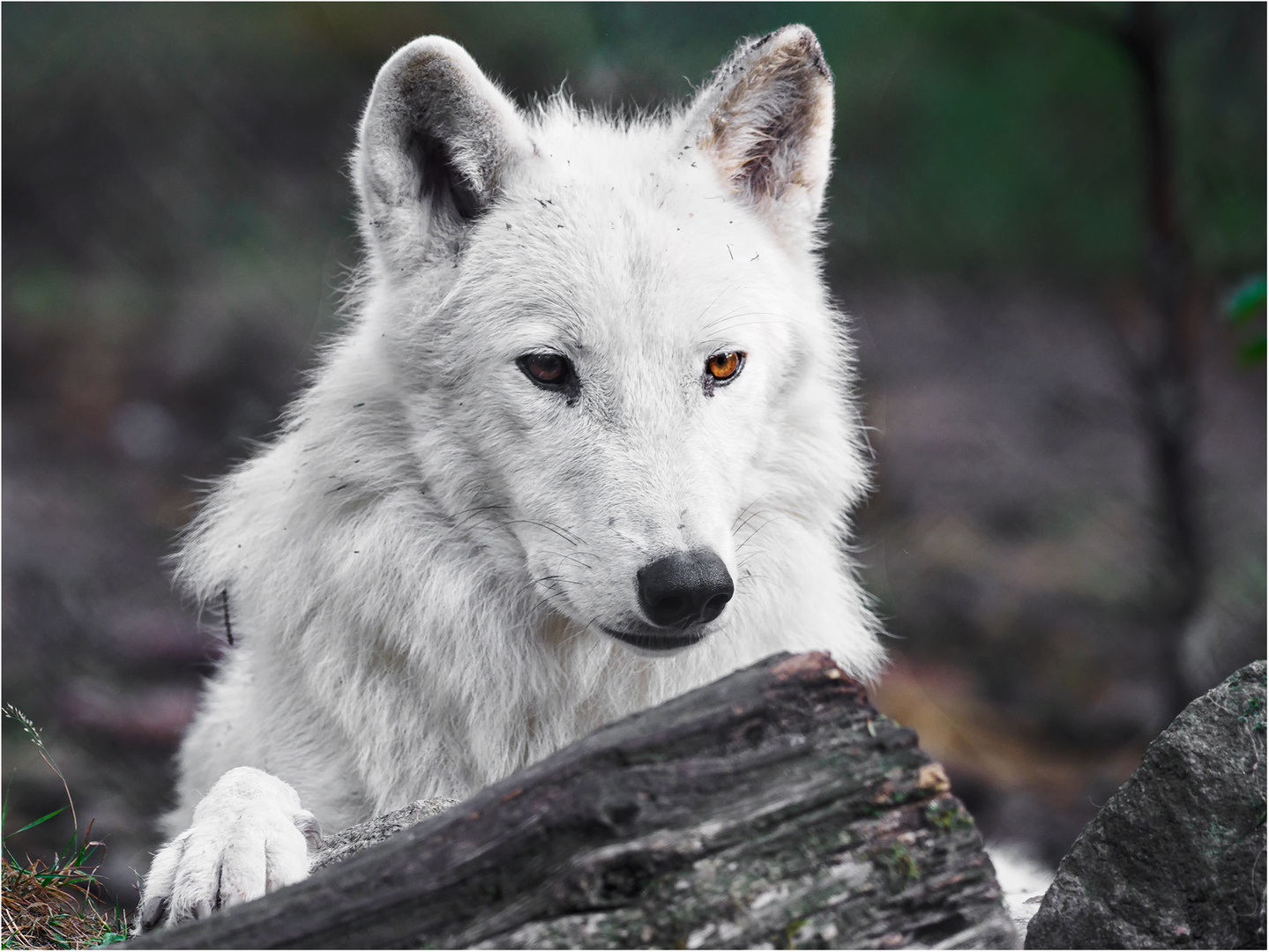 Polarwolf Foto & Bild | natur, portrait, porträt Bilder auf fotocommunity