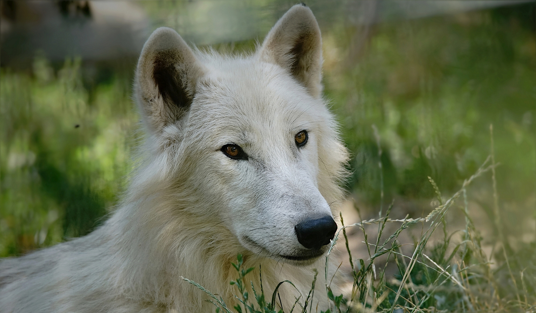 Polarwolf Foto & Bild | tiere, natur, wildpark Bilder auf fotocommunity