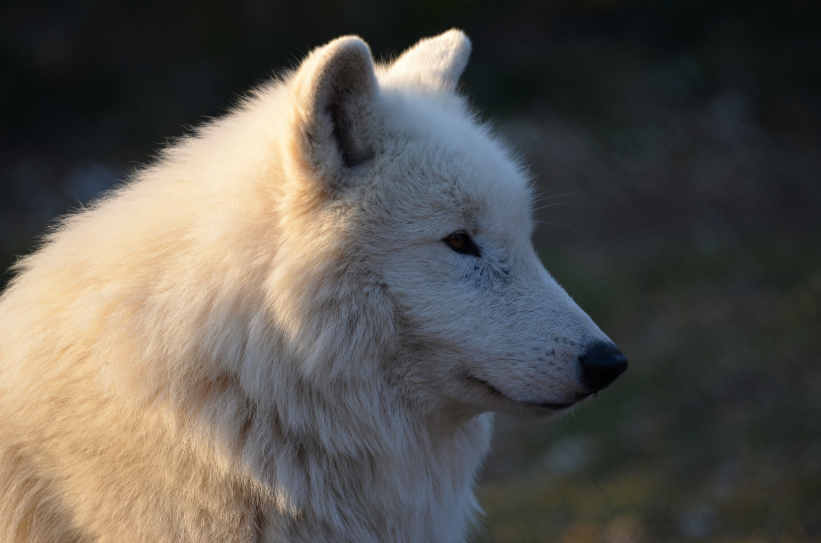 Polarwolf Foto & Bild | tiere, zoo, wildpark & falknerei, säugetiere ...
