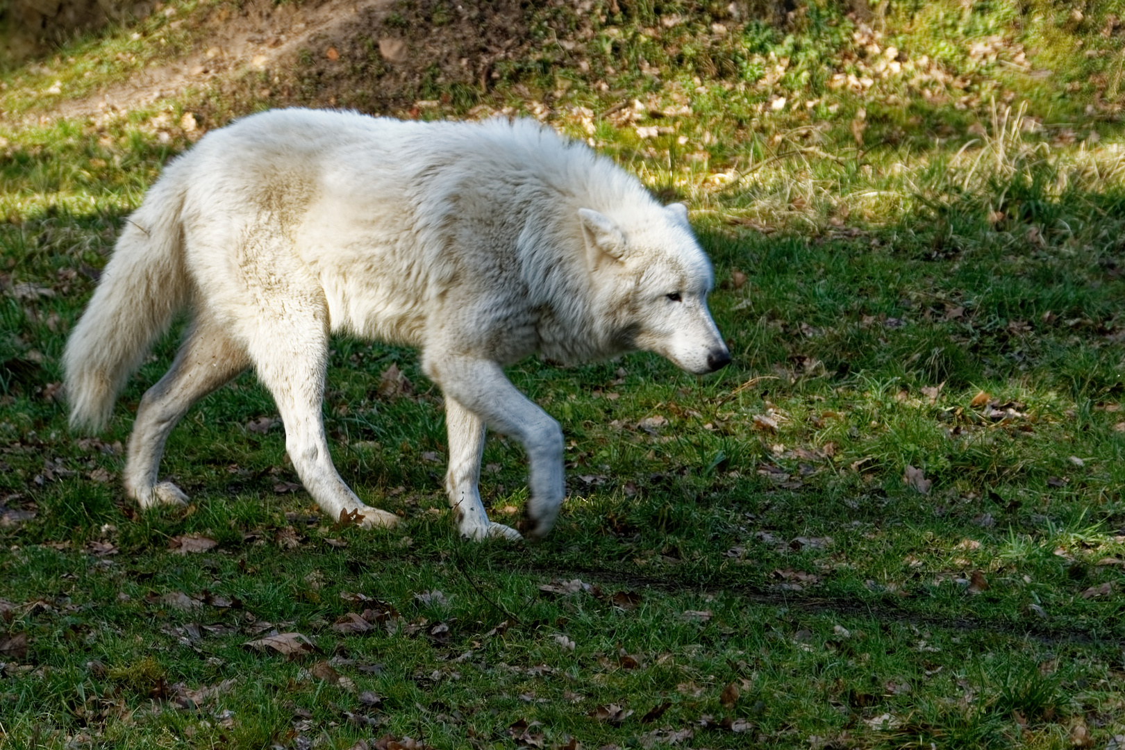 Polarwolf Foto & Bild | tiere, zoo, wildpark & falknerei, säugetiere ...