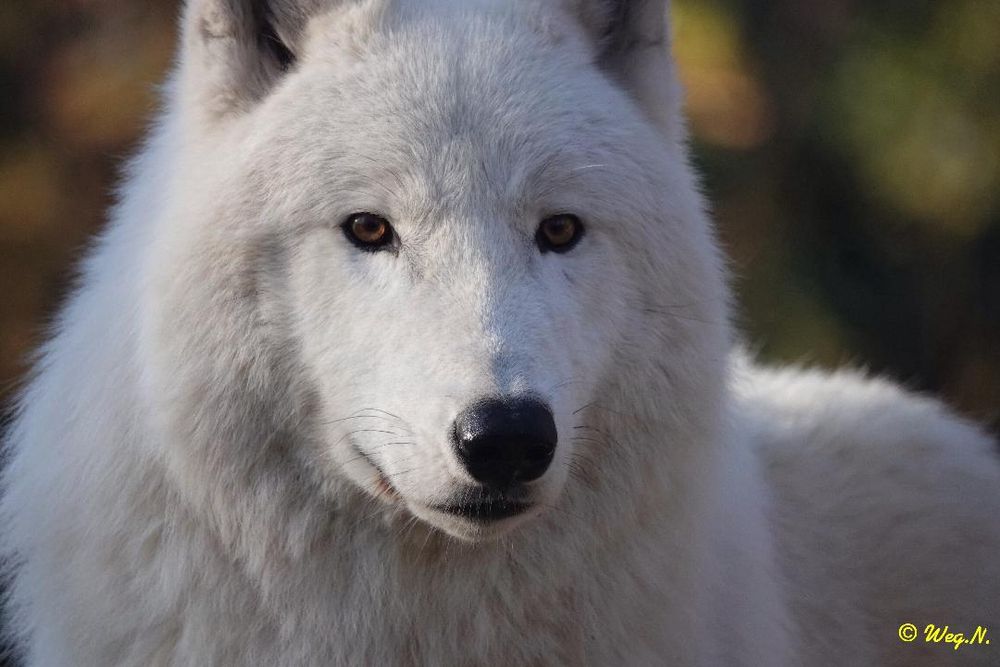 Polarwolf Foto & Bild | tiere, zoo, wildpark & falknerei, säugetiere ...