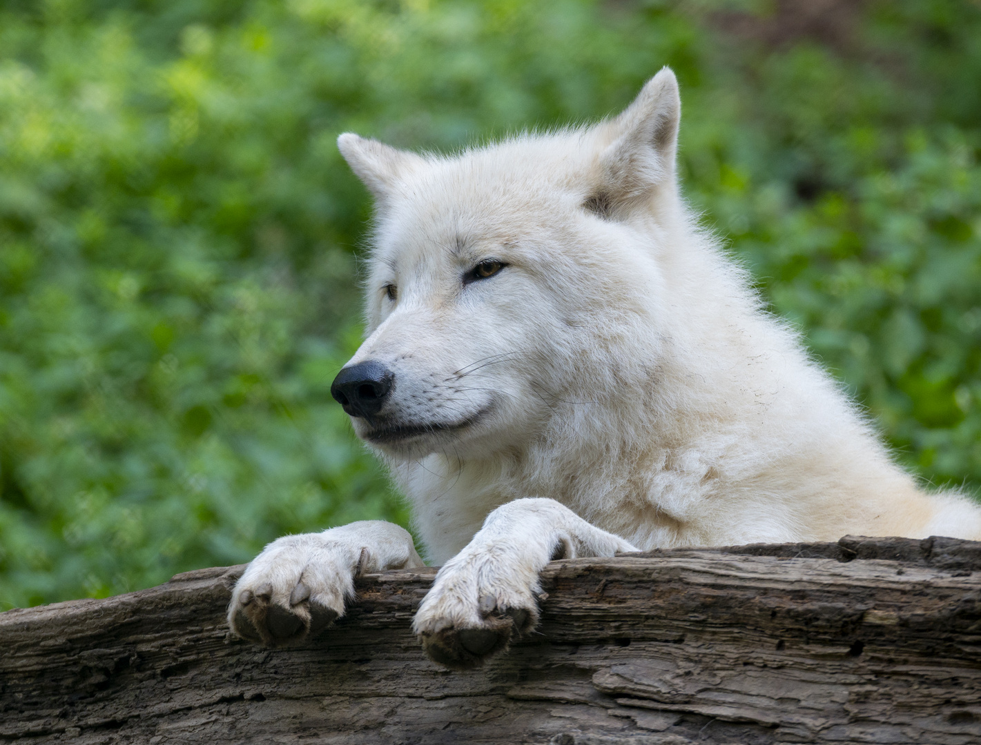 Polarwolf - Canis lupus arctos Foto & Bild | tiere, zoo, wildpark ...
