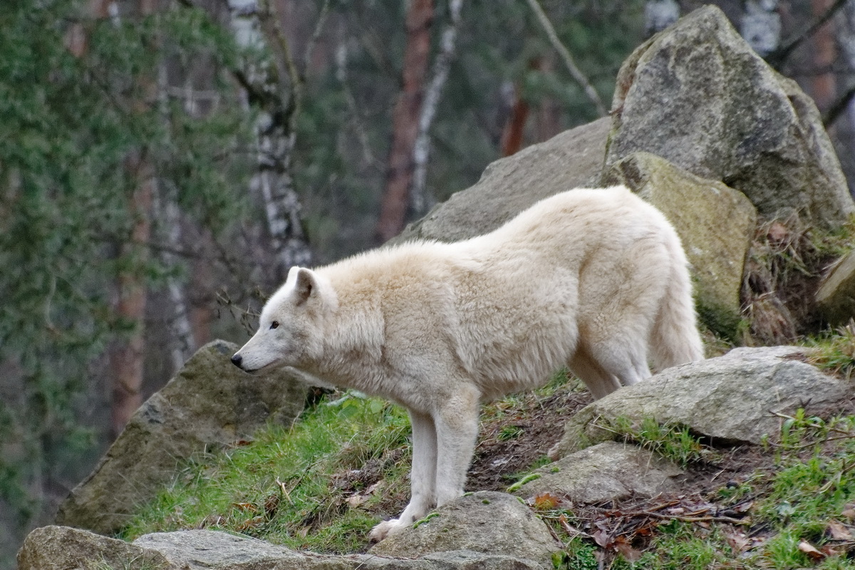 Polarwolf Foto & Bild | tiere, zoo, wildpark & falknerei, säugetiere ...