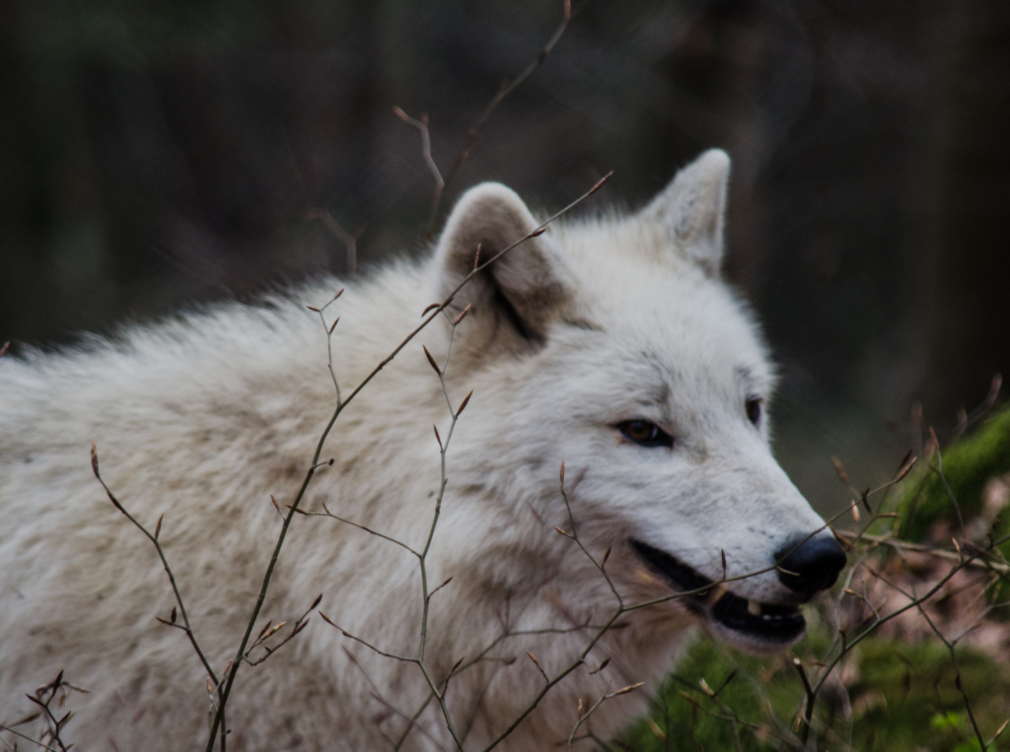 Polarwolf Foto & Bild | tiere, zoo, wildpark & falknerei, polarwolf ...