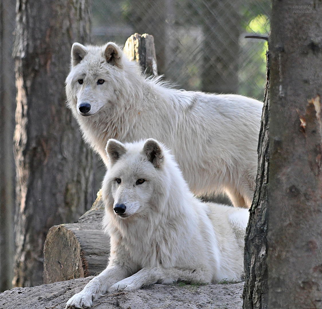 Polarwolf Dream Team Foto & Bild | tiere, zoo, wildpark & falknerei ...