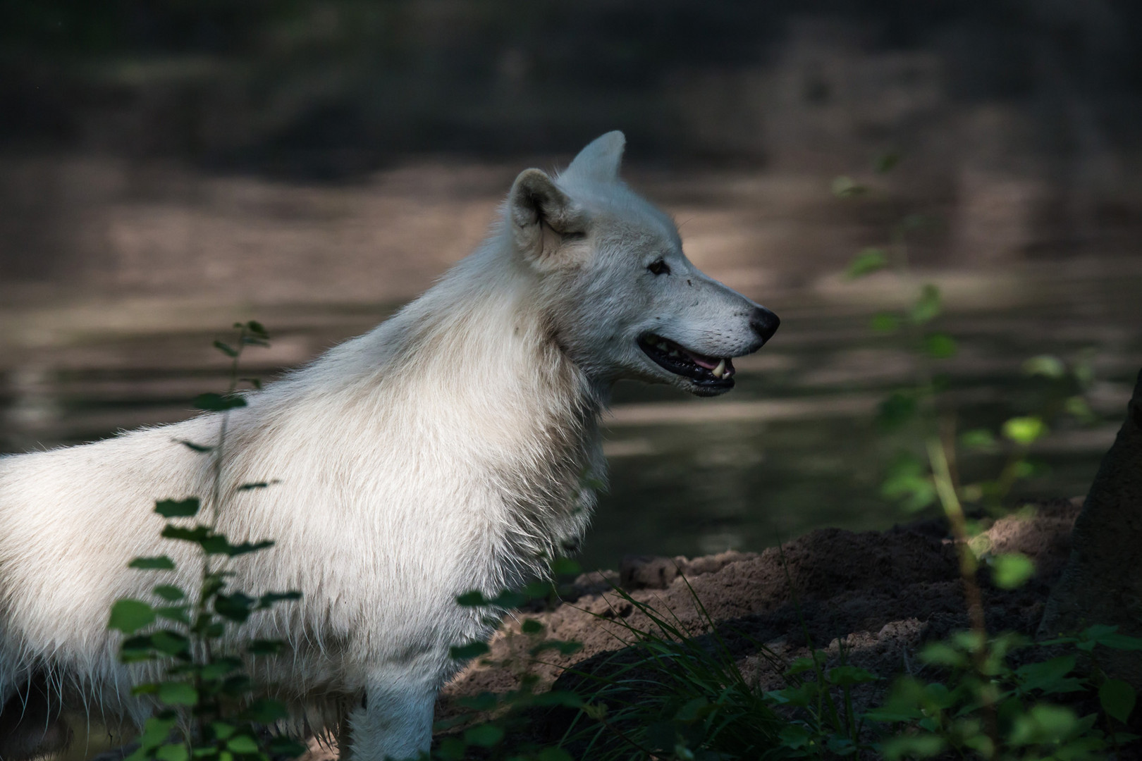 Polarwolf Foto & Bild | tiere, zoo, wildpark & falknerei, natur Bilder ...